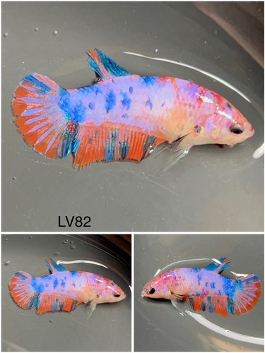 Female Betta Live Fish - Koi Candy Galaxy HMPK - LV82 - For Sorority ...