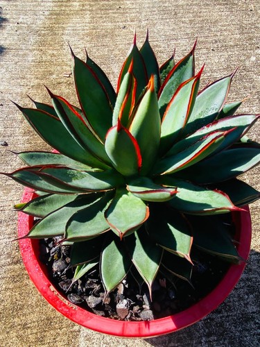 Agave Burnt Burgundy Deep Red Tips on Dark Green Leaves for Bold ...