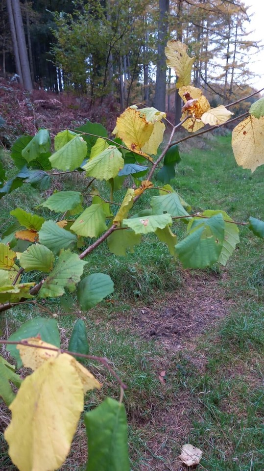 Hazel Corylus native bare root hedge plants hedging - 7 sizes | eBay UK
