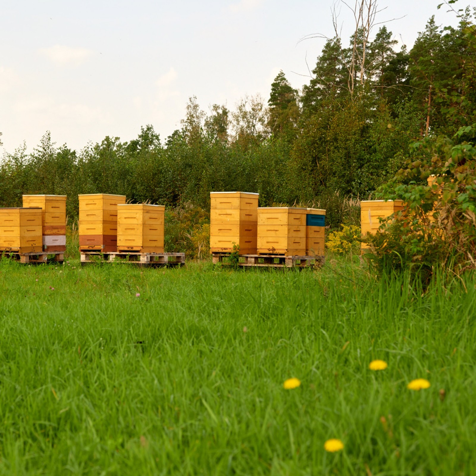WILDFLOWER Raw Honey from single apiary PURE NATURAL Unpasteurized ...
