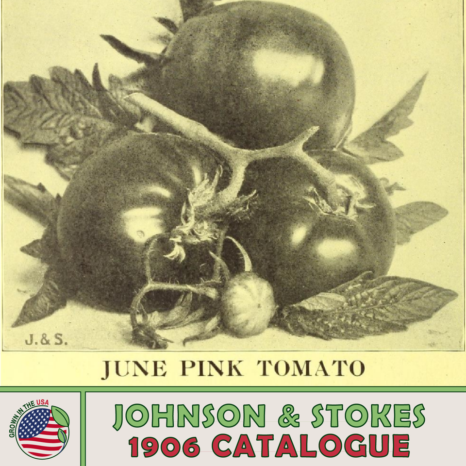 10 June Pink Tomato Seeds, Heirloom, Non-GMO, Genuine USA | eBay