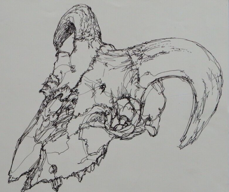 Squirrel Skull Drawing White And Gray Animal Skull Drawing Chris