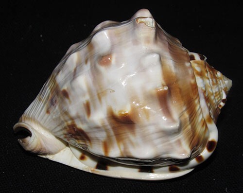 98 mm Cassis Flammea Helmet Seashell Moderately To Find Combine ship | eBay
