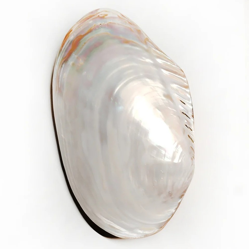 Large Pearlized Mussel Clam Shell Polished Seashell White Mother Pearl ...