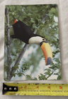 Rare 1980's Advanced Graphics Toucan Postcard Ron Kimball Print #119 5 ...