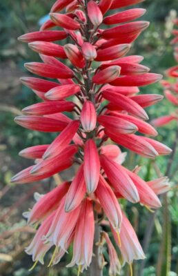 4 Hybrid Aloe Plants Safari Rose/Sunrise/Orange/Moonglow STARTER Plants ...
