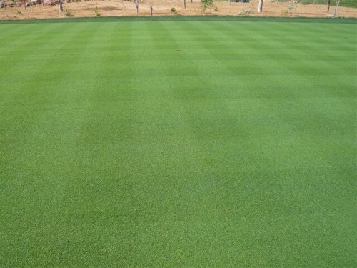 007 Creeping Bentgrass Seed 80,000 seeds | eBay