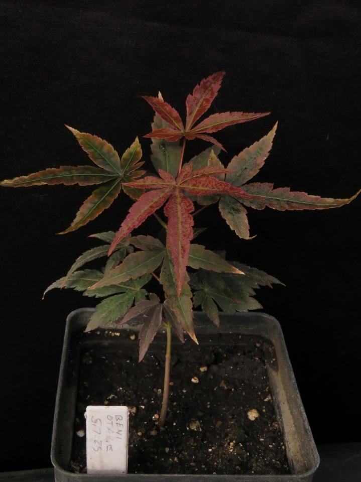 Seed-Grown Acer Palmatum 'Beni Otake' Japanese Maple Tree 2025 Seedling ...