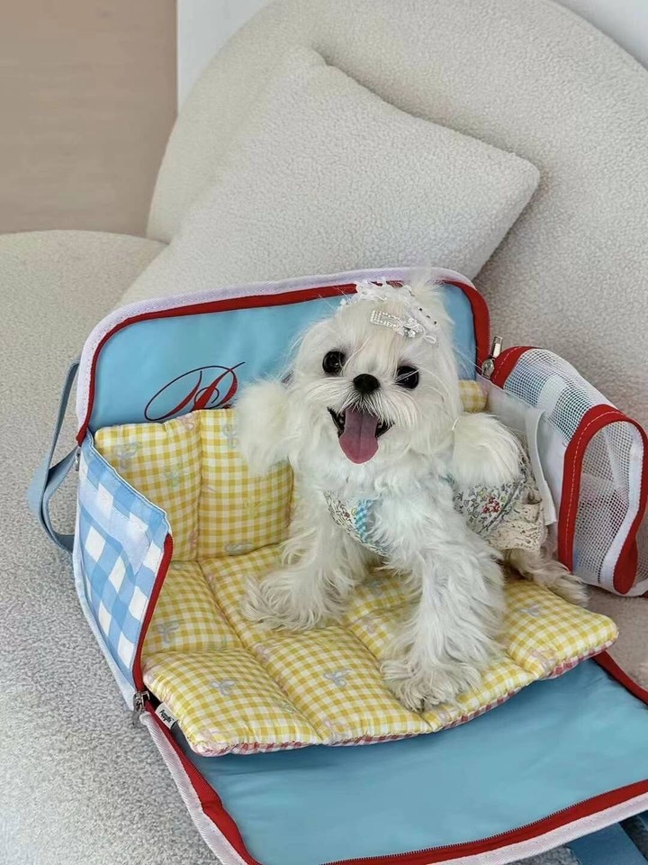 Small Dog Bag Carrier Fancy Tote Colorful Carry-On Pet Yorkie ...