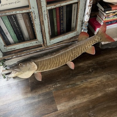 Vintage Mancave Large 40” Long Musky Fish Taxidermy Nice Looking Wall ...