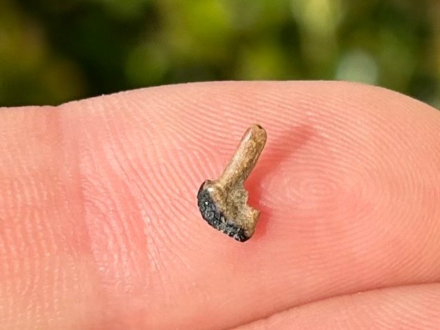 Multituberculate Mammal Tooth Fossil Hell Creek Formation Cretaceous ...