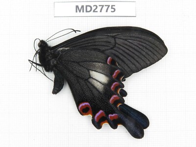 Papilio syfanius albosyfanius. Yunnan, Xiangerila, Lancang. 1M. MD2775 ...