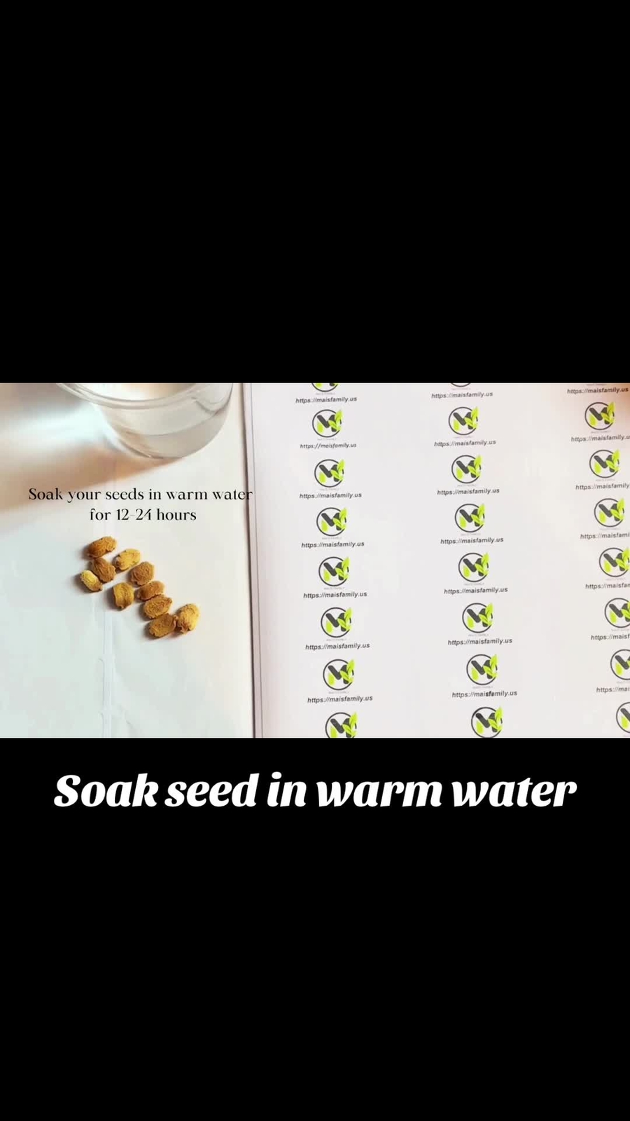Vietnam Babe Short Bitter Melon Seeds F1 RD09, Khổ qua lùn. Non-GMO ...
