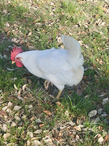 12 Fresh & Fertilized Barnyard Mix Hatching Eggs - Ayam Cemani Roosters ...