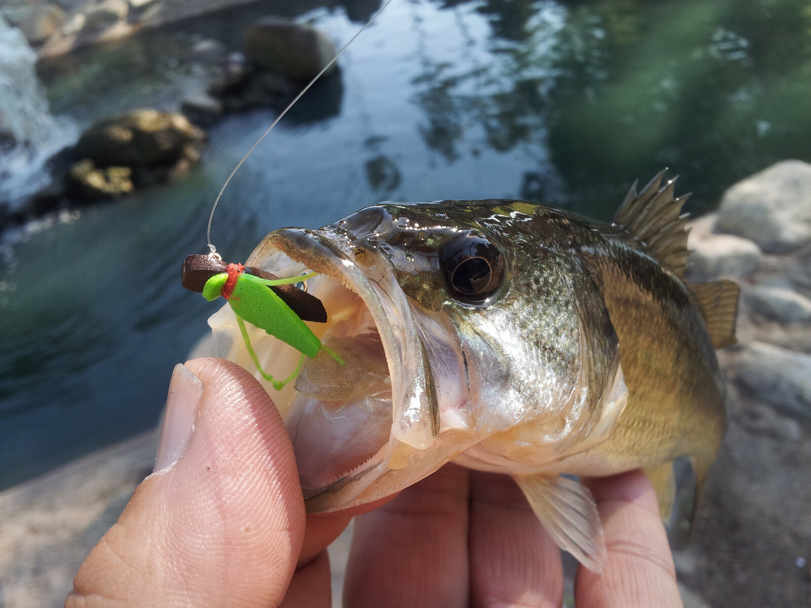 1 dozen (12) Jaw-nie Walker - Foam Hopper -Terrestrial - - Sub Surface ...