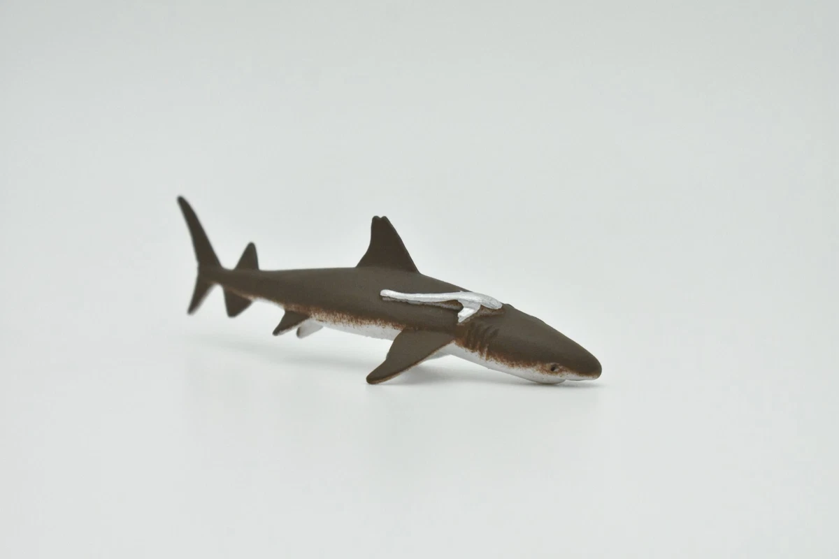 Remora Fish And Great White Shark