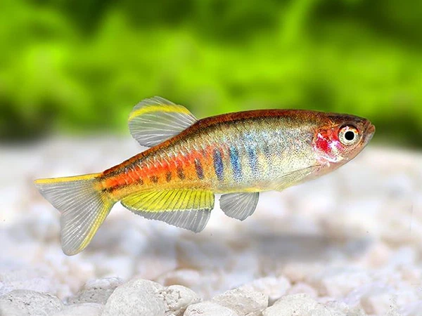 Turquoise Danio