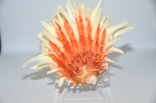 Rare Specimen Spondylus Princeps (Crassisquama) - 117 mm - Mexico ...