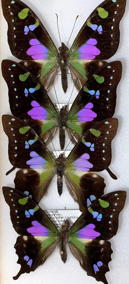 Insect Butterfly Papilio Graphium weiskei-Purple Spotted Swallowtail ...