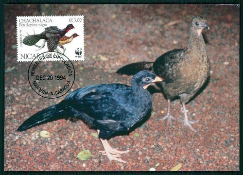 NICARAGUA MK WWF FAUNA BIRDS CANYON GUAN MAXIMUM CARD MAXI CARD MC CM ...