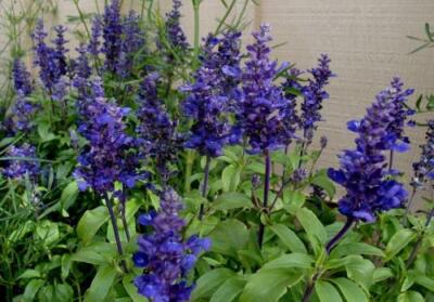 Salvia Rhea Blue - 40 Seeds - Tasmanian Grown > Cottage Flowers ...