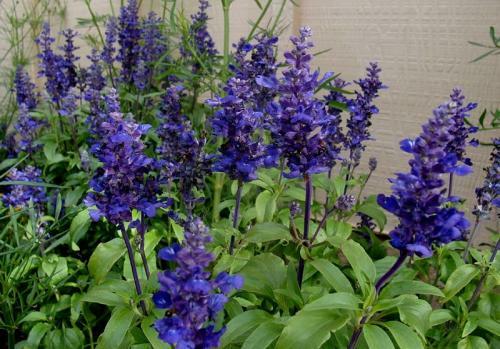 Salvia Rhea Blue - 40 Seeds - Tasmanian Grown > Cottage Flowers ...