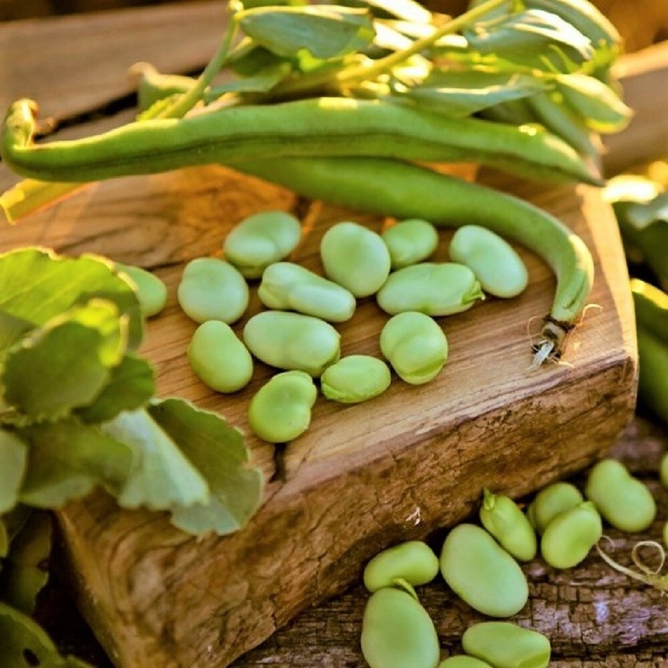 Aquadulce Fava Bean Seeds | Broad Windsor Faba Beans Lima Vegetable ...