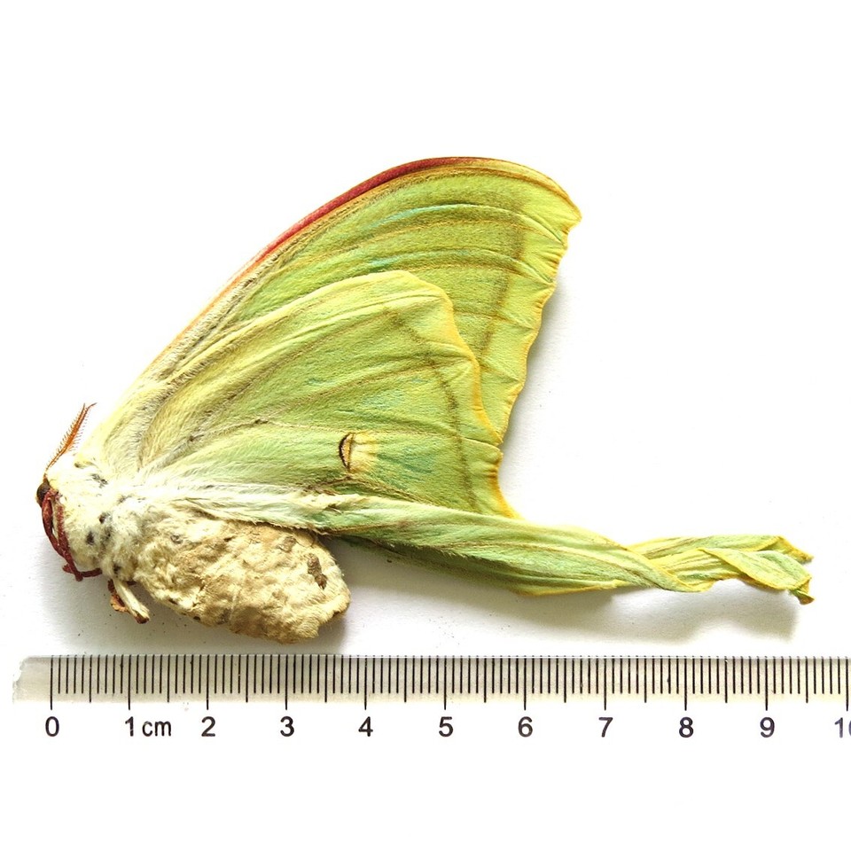 FEMALE insect real big butterfly / moth saturmiidae silkworm Actias ...