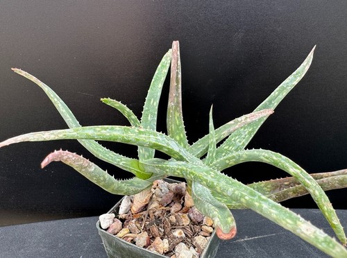 Aloe jacksonii (Ethiopia) - Rare Succulent Well Rooted Plant - 2.5" pot ...