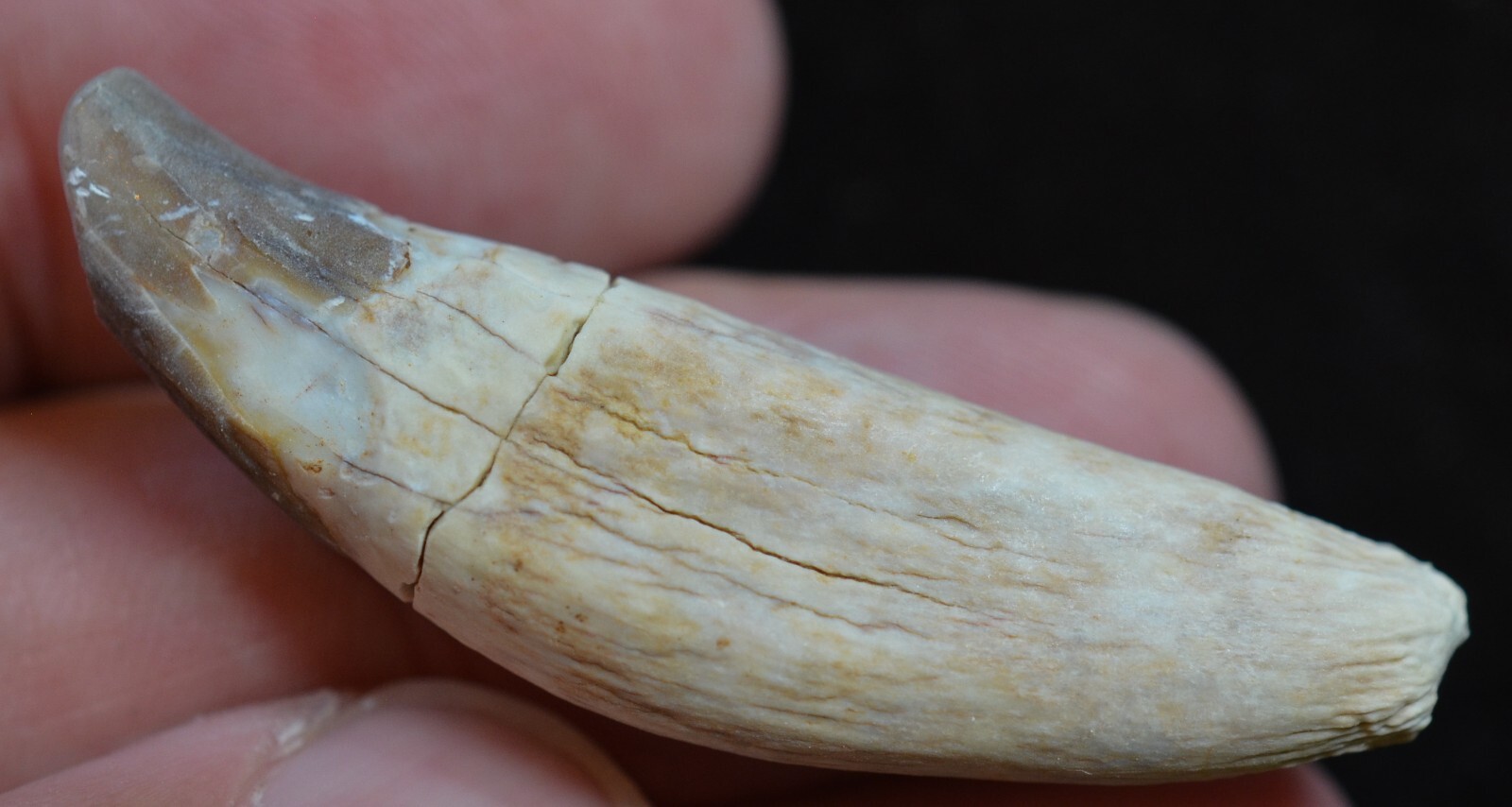 Rare Large Dog Associated Teeth, Daphoenus felinus, Fossils, Oligocene ...