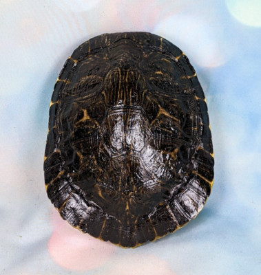 River Cooter Turtle Shell 6" Taxidermy Oddity Curiosity Craft Specimen ...