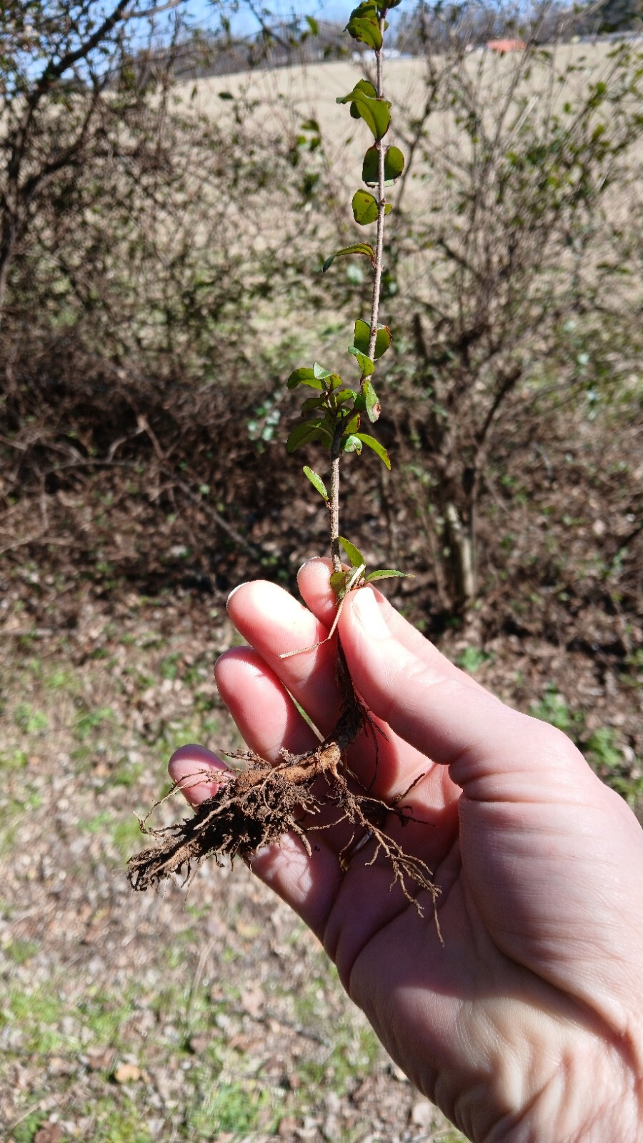 40 Bare Root Chinese Privet Hedge Live Plants 5-8 Inches | eBay