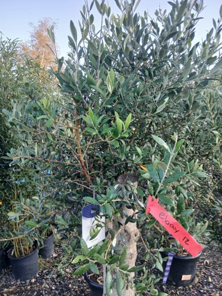 Olive Tree Standard Lollipop Approx 6ft Tall 35L UK Hardy EX STOCK TO ...