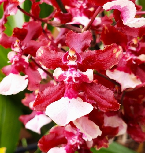 Sharry Baby orchid - Angel shaped blooms - Heavenly Chocolate Mint ...