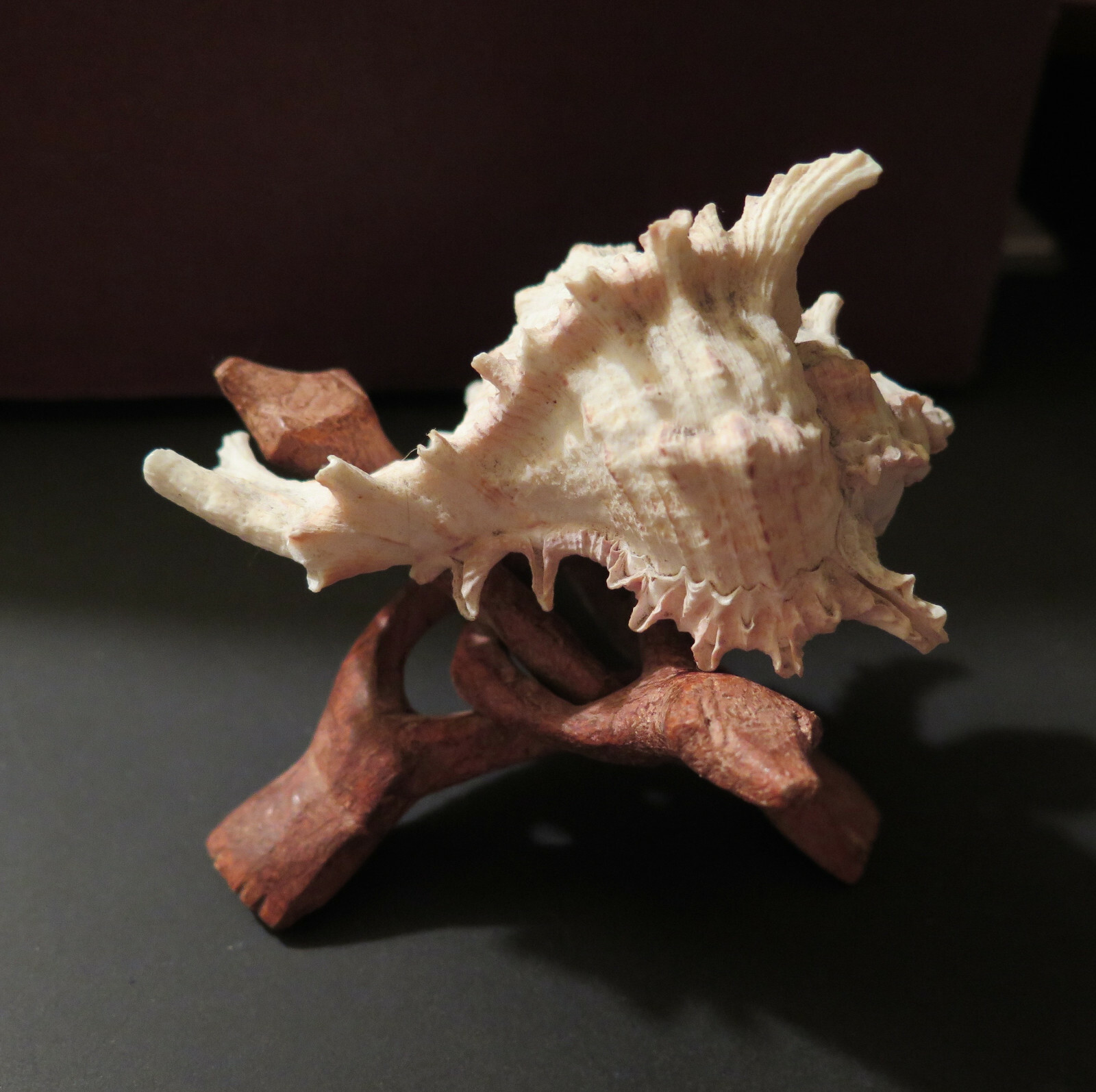 Small Murex Ramosus SeaShell With Stand, Excellent condition | eBay