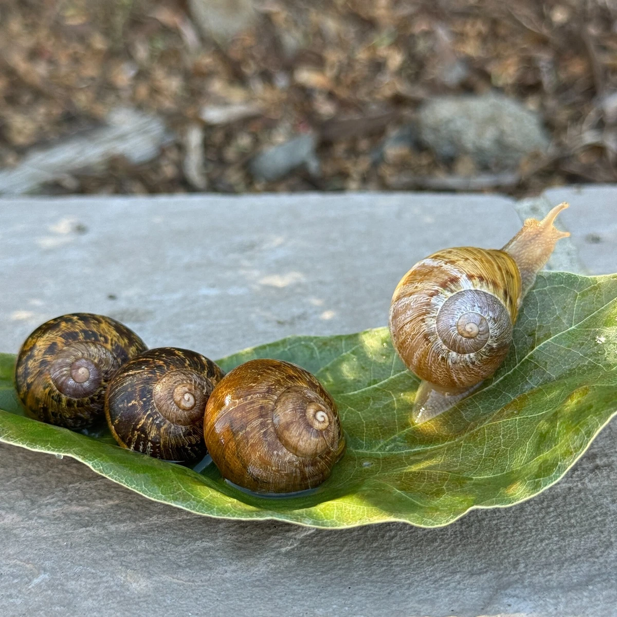 Brown Garden Snails As Pets | Fasci Garden