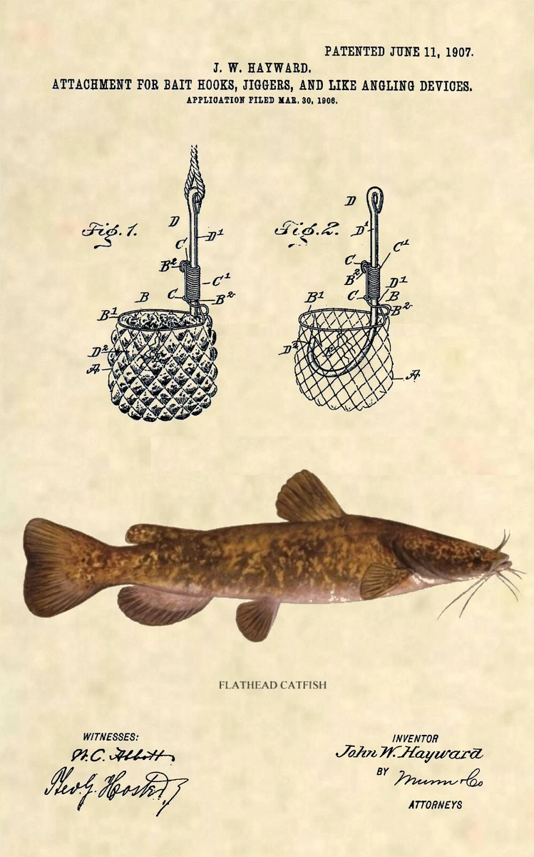Flathead Catfish Bait