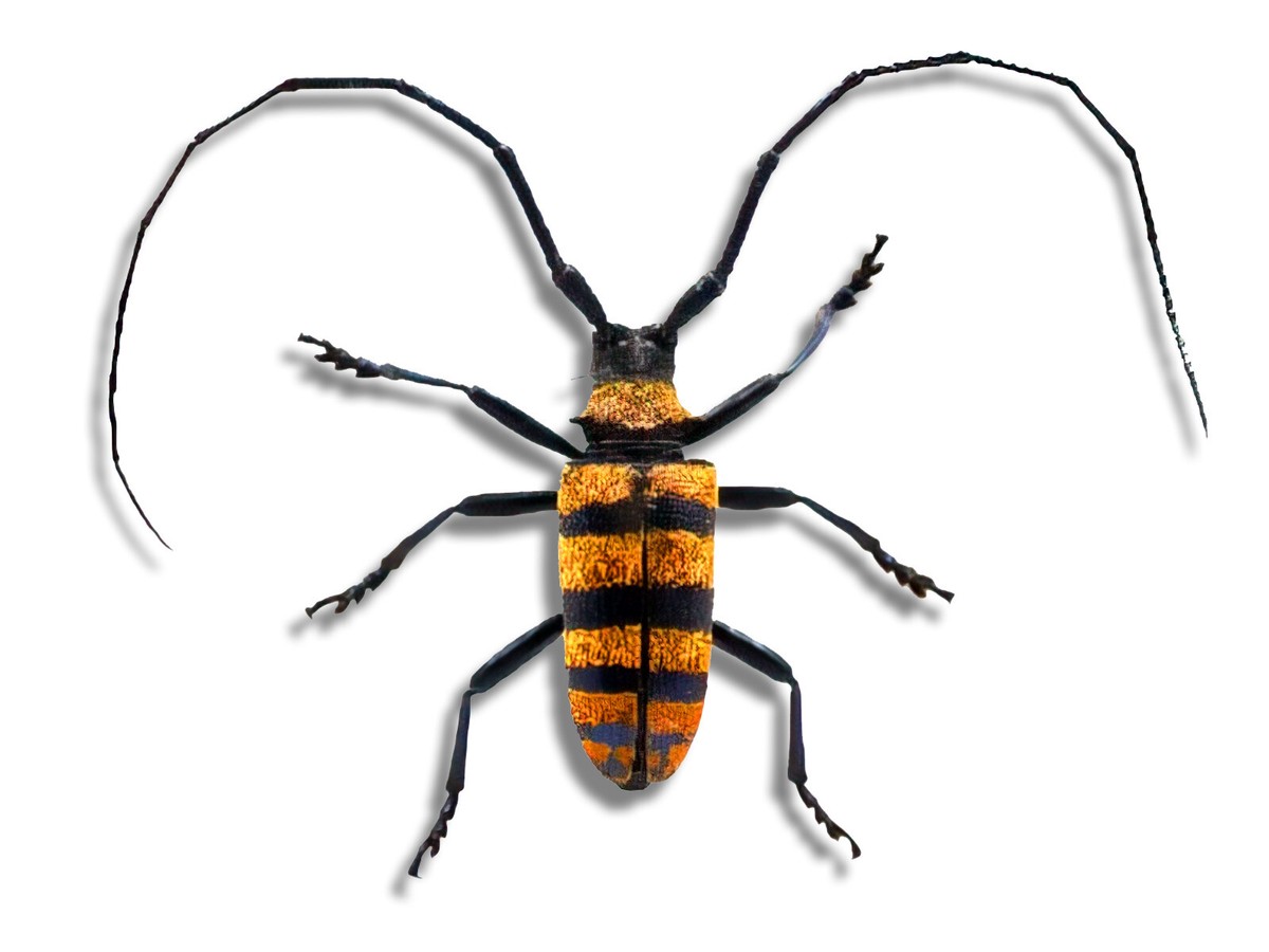 Orange Striped Beetle Common Types Of North American Beetles Around
