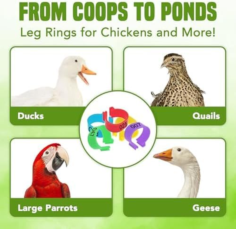 100 Pack Chicken Leg Bands Numbered Chicken Tags for Poultry Chickens ...