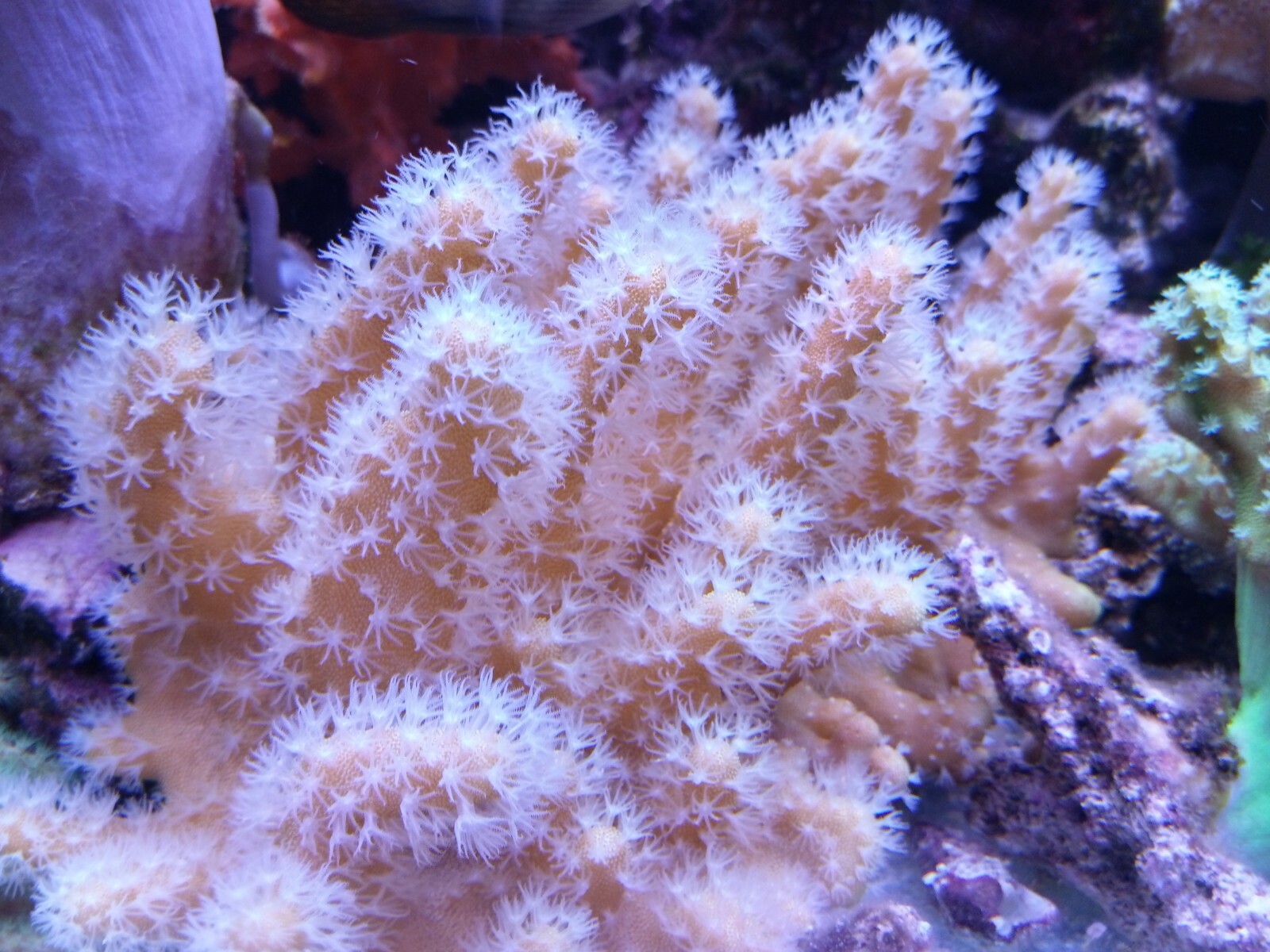 Soft Coral frags colonies Leather Toadstool Sarcophyton GSP Xenia Clove ...