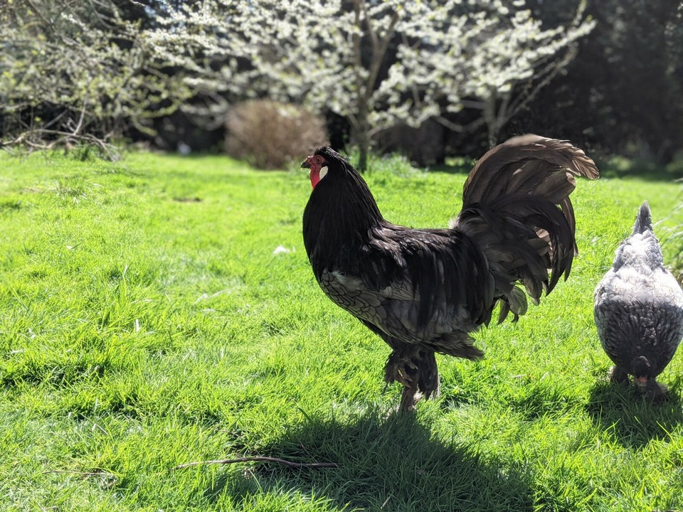 **Breda Fowl Hatching Eggs** - Ultra Rare - One Dozen+ | eBay