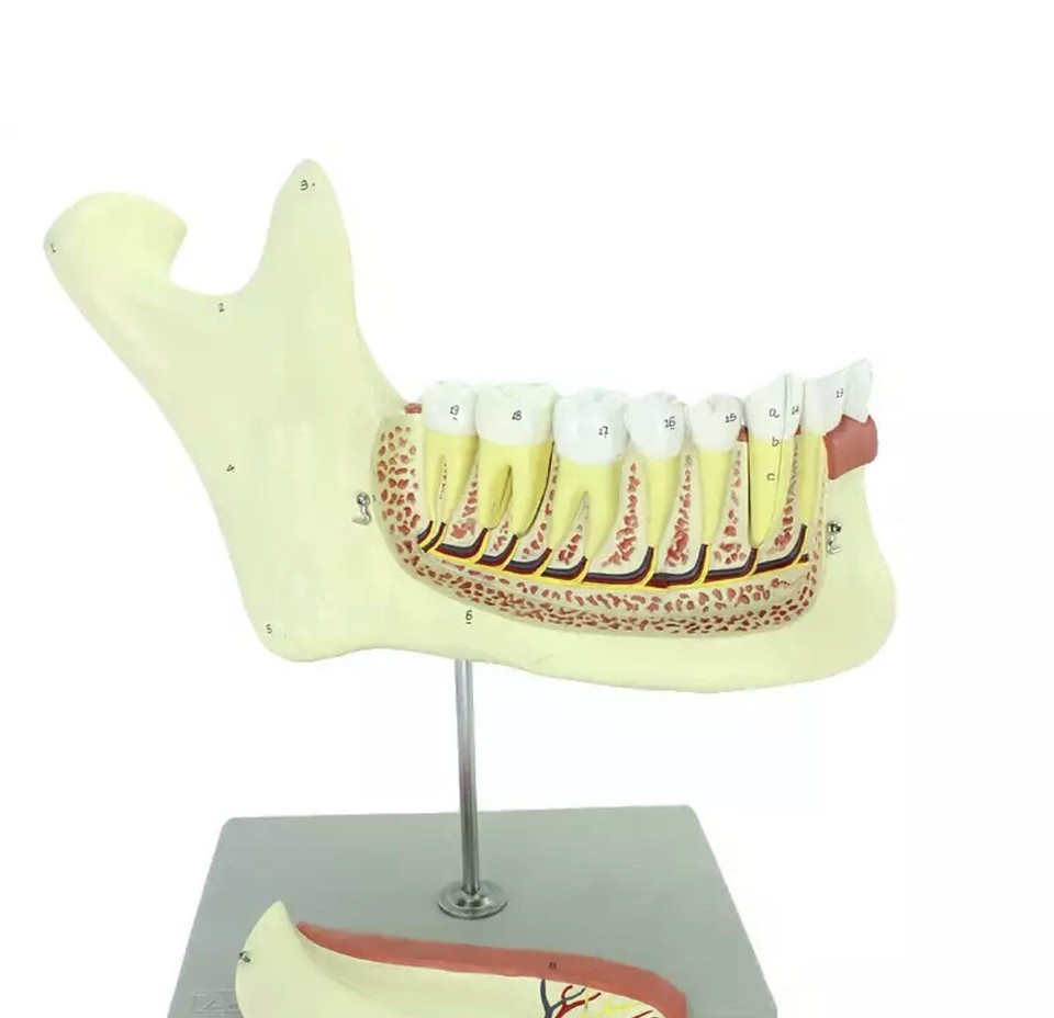 3:1 Human mandibular nerve and tooth anatomical model (6 parts) Dental ...