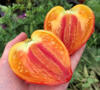 Tomate Orange Russian 117 - russische Ochsenherztomate 5+ Samen - Seeds ...