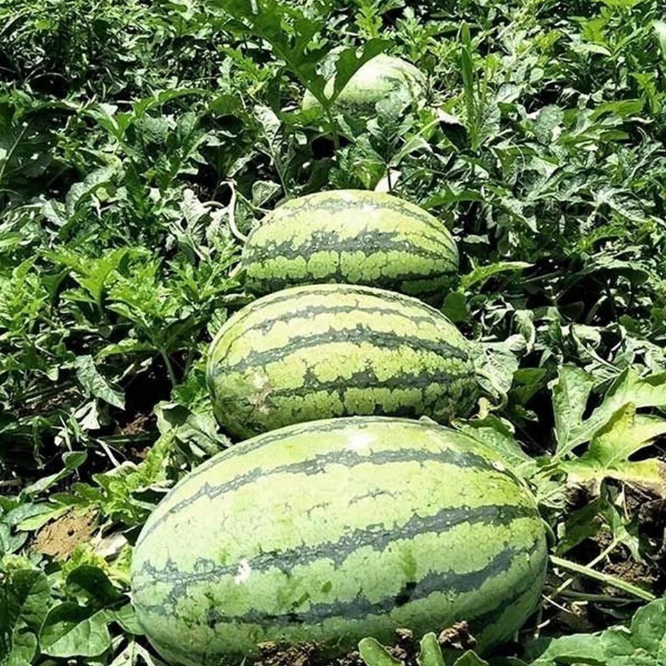 Anguria Gigante – 40 Semi Di Polpa Rossa Super Dolci – Raccolta Rapida ...