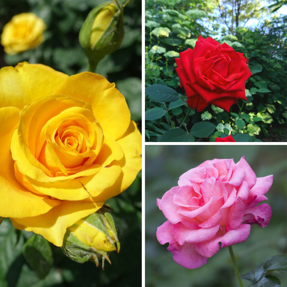 Mixed Borders With Roses Mixed Border W/ Rose Standards – Recreating