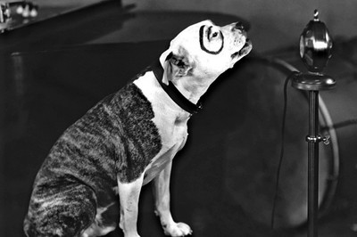 New 5x7 Photo: Pete the Pup, Our Gang - Little Rascals Pit Bull Terrier ...