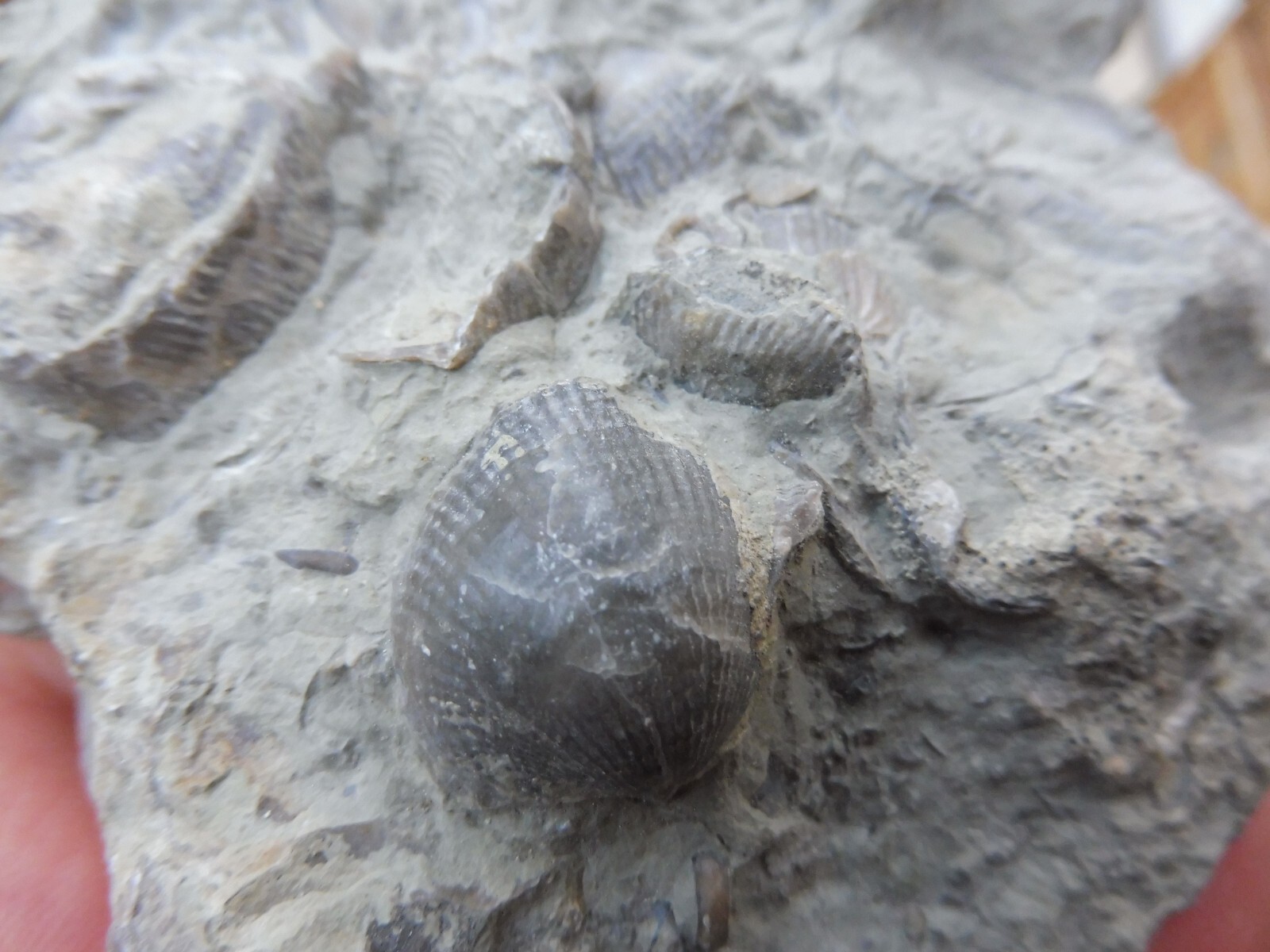Fossil Brachiopods etc... Wren's Nest (Wenlock Limestone), UK ...