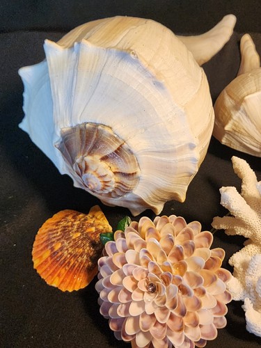 Large Whelk Conch 11" + Set Of Seashells Rare Big Ocean Sea Shell ...