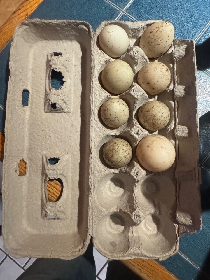 8++ Call Duck Hatching Eggs | eBay