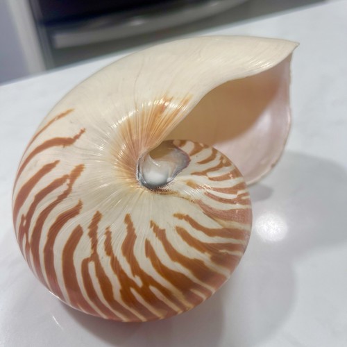 Stunning 6" Nautilus Pompilius Shell Excellent Specimen | eBay